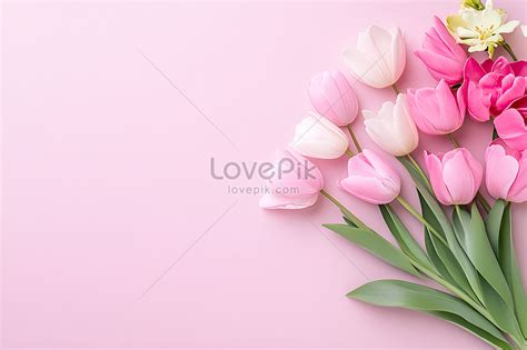분홍색 배경에 튤립 사진 무료 다운로드 Lovepik