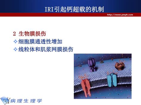 第十章 缺血－再灌注损伤 Ppt Download