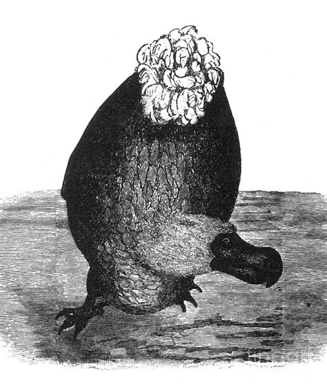 Dodo Extinct Flightless Bird Photograph By Science Source Pixels