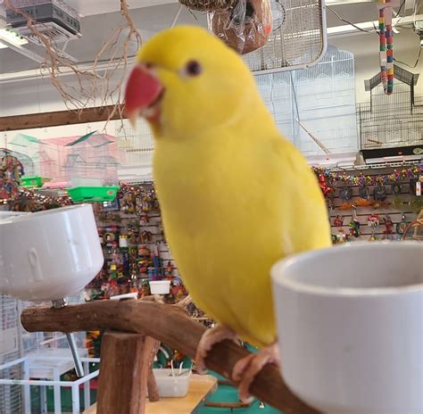 Buy Indian Ringneck Lutino Beautiful And Colorful Parrots For Sale