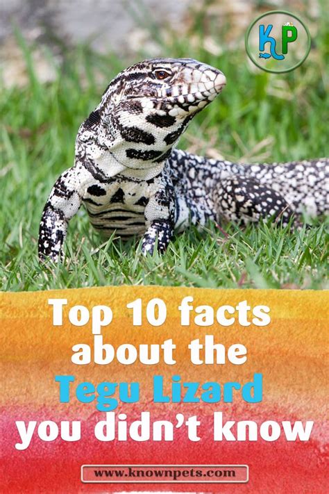 Top 10 Facts About The Tegu Lizard You Didnt Know Tegu Lizard Tegu