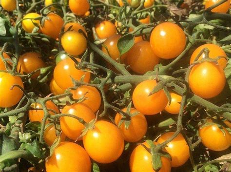 4 Reglas Para Plantar Tomates En Macetas Infoagro