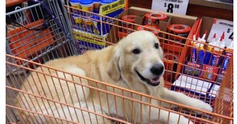 Dog Memes Dump Album On Imgur