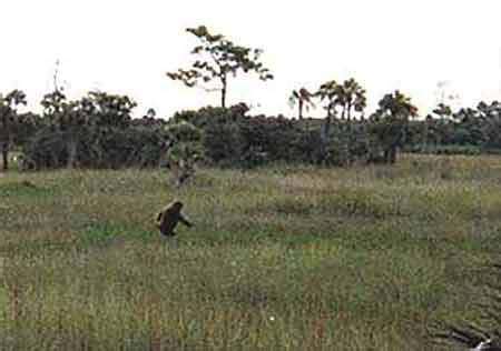 On The Trail Of Floridas Bigfoot—the Skunk Ape Science Smithsonian