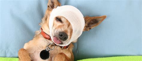 Cómo Curar Heridas A Los Perros Bekia Mascotas