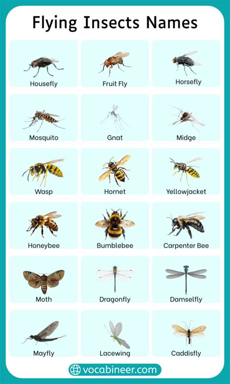 Winged Insect Identification