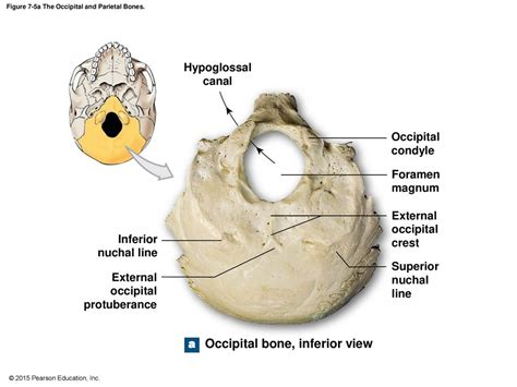 © 2015 Pearson Education Inc Ppt Download
