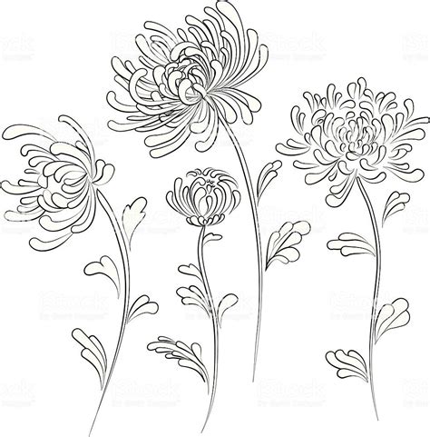 Chrysanthemum Flower Drawing Chrysanthemum Tattoo Chrysanthemum Drawing