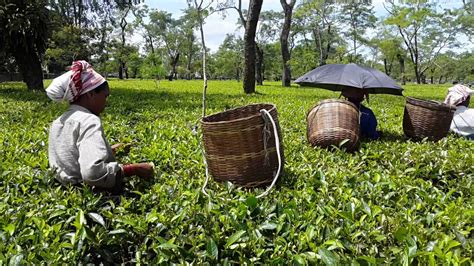 15 Best Tea Estates In Assam That Are A Must Visit For All
