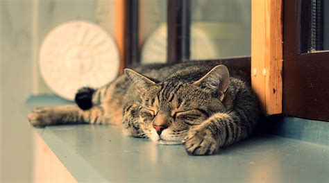 Por Qué Los Gatos Son Más Independientes Que Los Perros Infobae