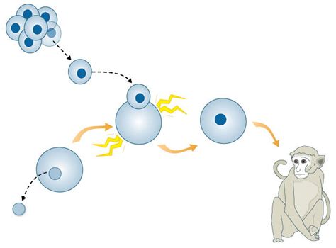The History Of Cloning