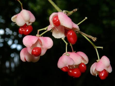 Euonymus Phellomanus Cork Spindle Tree Go Botany