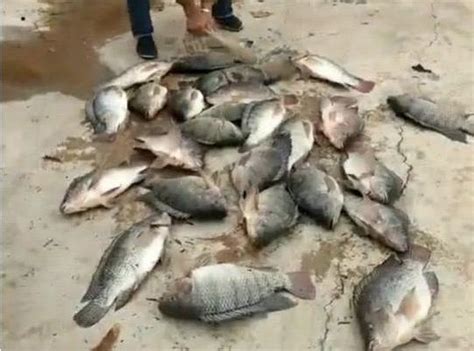 池塘里多了一群膘肥體壯的大鯽魚，養殖戶確把它們拍死丟掉 每日頭條