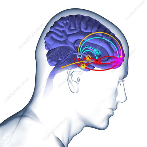 Brain Reward Pathway Illustration Stock Image C0493475 Science