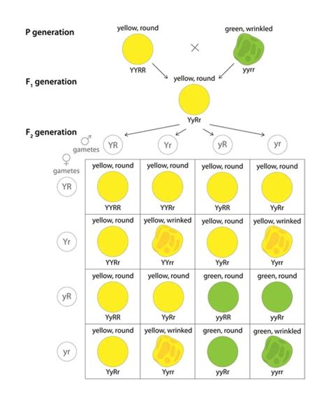 Dihybrid Cross Over 62 Royalty Free Licensable Stock Illustrations