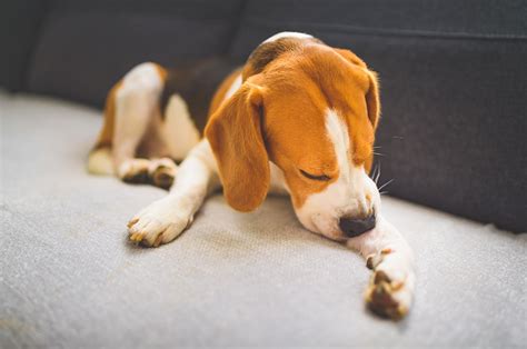 犬の皮膚が赤い、痒そう！おでかけに潜む皮膚トラブルの原因と予防 Honda Dog Honda公式サイト