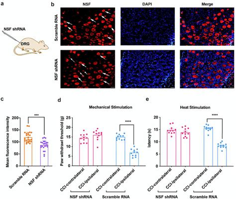 Nsf Knockdown Alleviated Neuropathic Pain Behaviors In The Cci Model