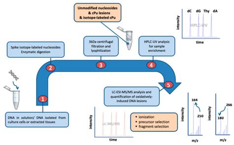 Cells Special Issue Roles And Functions Of Ros And Rns In Cellular Physiology And Pathology