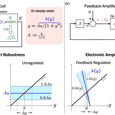 Autoregulatory Gene Circuit And The Feedback Amplifier In Spite Of