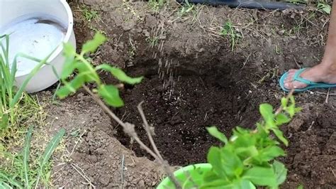 Как посадить гортензию Посадка гортензии в грунт Смотреть онлайн в поиске Яндекса по Видео