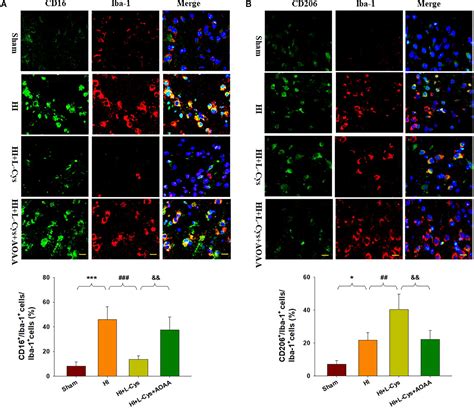 Frontiers L Cysteine Derived H S Promotes Microglia M Polarization
