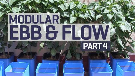 Dutch Bucket Vs Ebb And Flow At Florence Parsons Blog