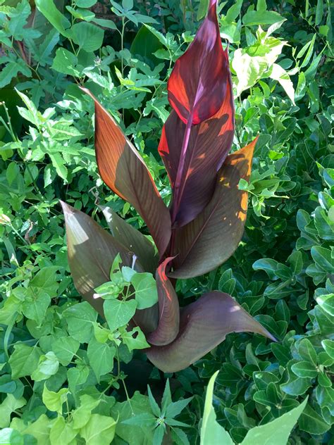 Australia Canna Lily Lava Rock Flowering Perennial Plant Etsy