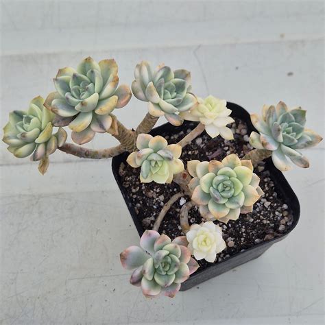 Echeveria Tinkerbell Variegated Cluster Korean Succulents
