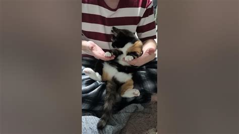 카오스고양이 성격테스트 Youtube