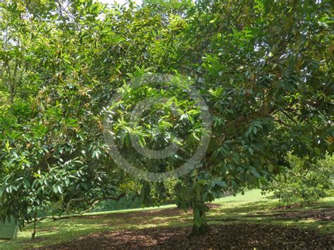 Antidesma Bunius Currant Tree Chinese Laurel Salamander Tree