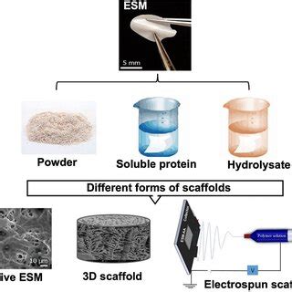 Different Forms Of Processed Esm For Tissue Engineering Applications