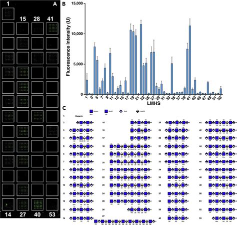 Glycan Array Analysis Of Agrp Binding To Heparan Sulfate Download Scientific Diagram