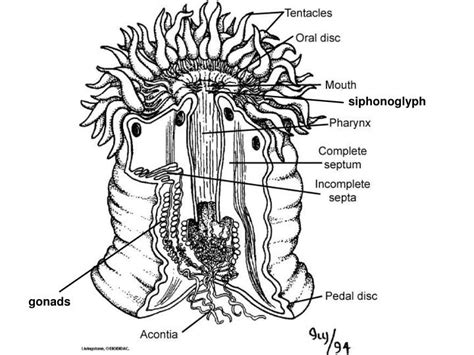 Ppt Anthozoa Corals And Anemones Powerpoint Presentation Id4733435