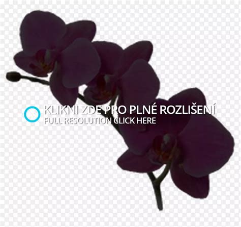 蛾兰人工花兰花PNG图片素材下载 图片编号5973800 PNG素材网