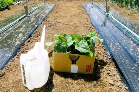 キュウリの苗植え chuchuのブログ