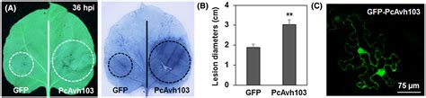 A Phytophthora Capsici Effector Suppresses Plant Immunity Via
