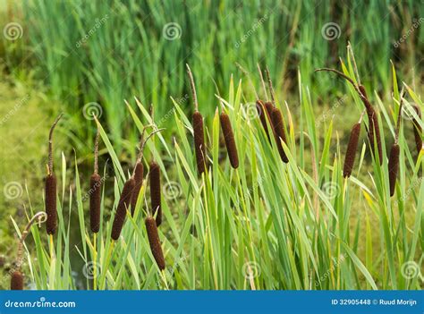 Common Cattails At The Edge Of Wetlands Royalty Free Stock Image