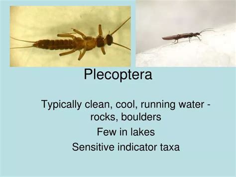 Ppt Plecoptera Powerpoint Presentation Free Download Id5753703