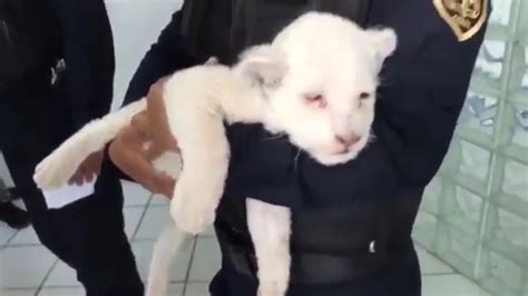 Esto cuesta un cachorro de león albino en la Ciudad de México Infobae