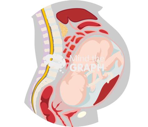 Free Pregnant Woman Longitudinal Organs Zoom Icons Symbols Pictures