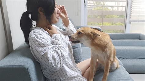 엉엉 우는 주인을 위로해주는 강아지 진돗개 의리ㅠㅠㅠㅠㅠㅠ Youtube