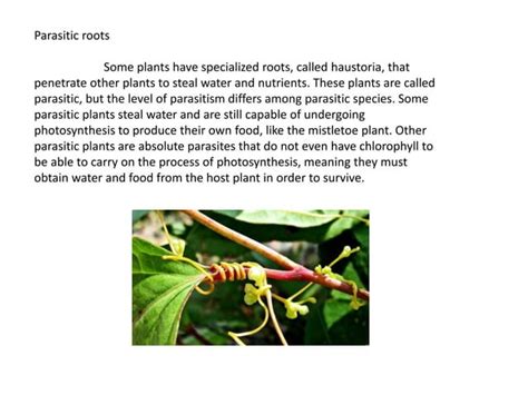 Modification Of Rootpptx