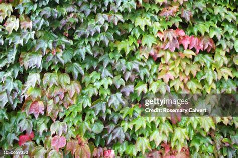 Creeper Texture Photos And Premium High Res Pictures Getty Images