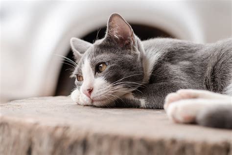 Warum Ist Meine Katze Plötzlich So Anhänglich Information Online
