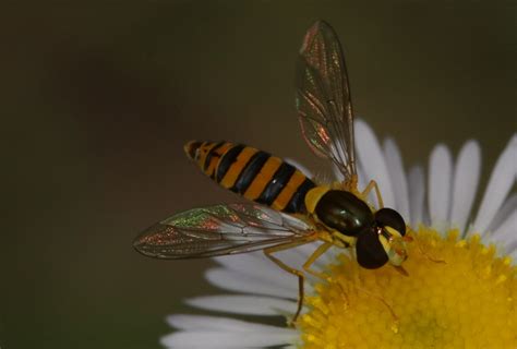 ミナミヒメヒラタアブ 【no432】｜web生物図鑑（昆虫）