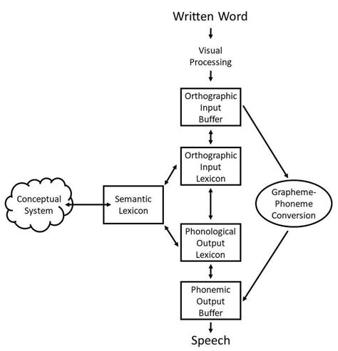 A Cognitive Model Or Speech Production Showing The Lexical And Download Scientific Diagram