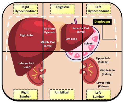 Deep Learning Framework For Liver Segmentation From T1 Weighted Mri Images