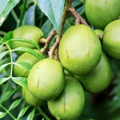 Mango Palmer Manglifera Fruit Tree 12 24 Inches Height Etsy