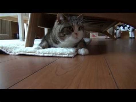 Mamá Gata Abrazando A Su Gatito Baluart Videoroll