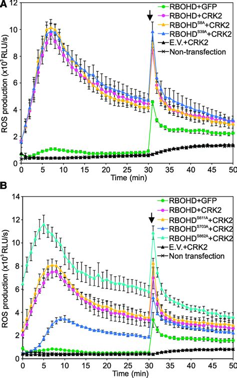 Crk2 Modulates The Ros Production Activity Of Rbohd Via Phosphorylation Download Scientific